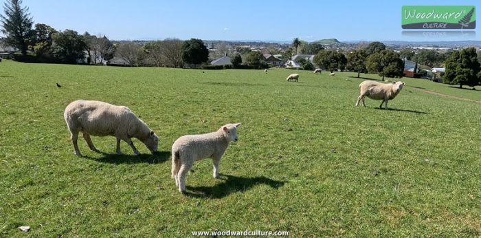 Cornwall Park & One Tree Hill | Auckland, New Zealand | Woodward Culture