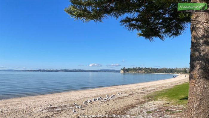 Eastern Beach | Auckland, New Zealand | Woodward Culture